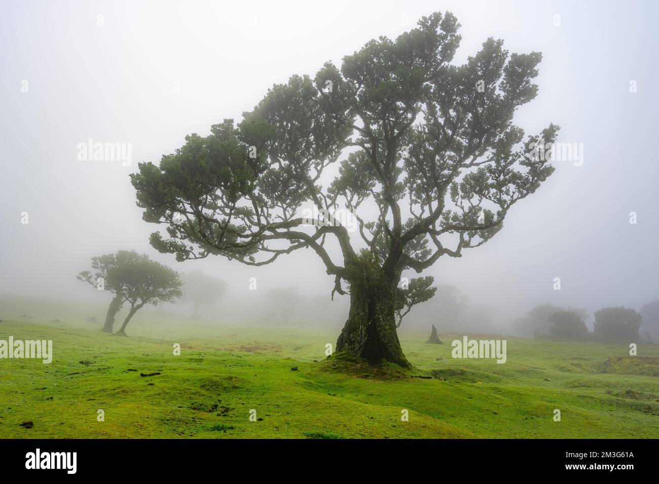 Stinkwood (Ocotea foetens) overgrown with moss and plants in the mist ...