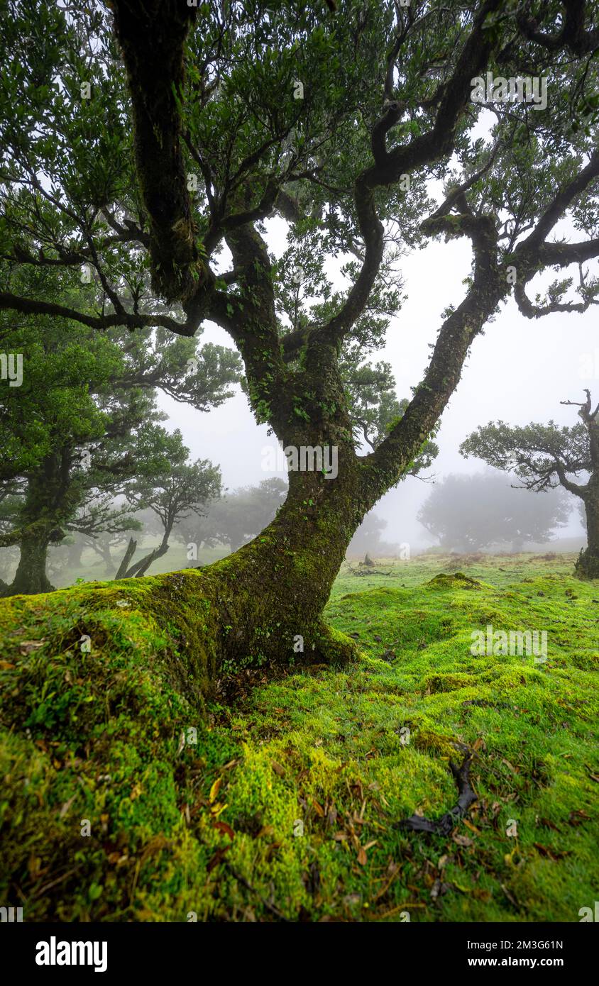 Stinkwood (Ocotea foetens) overgrown with moss and plants in the mist ...
