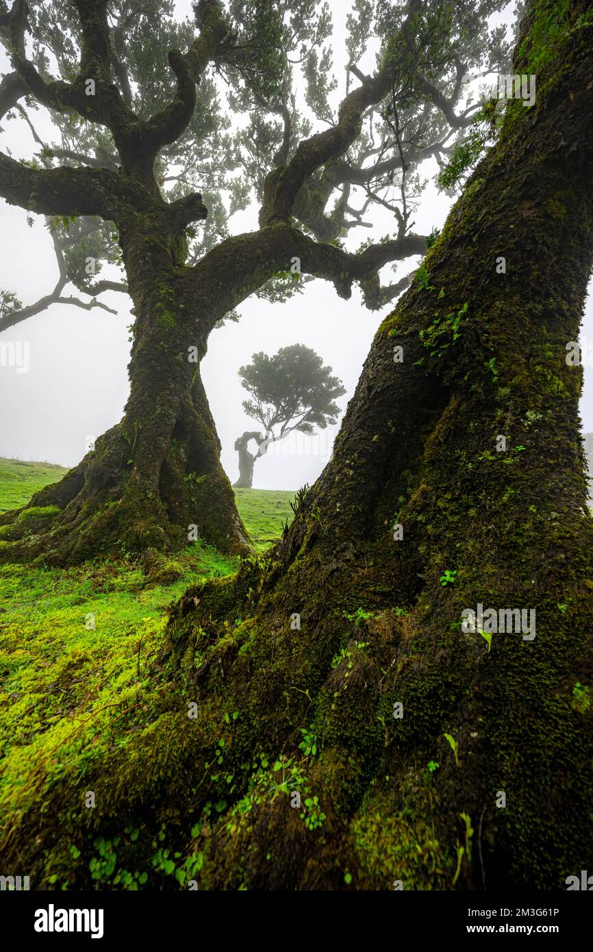 Stinkwood (Ocotea foetens) overgrown with moss and plants in the mist ...