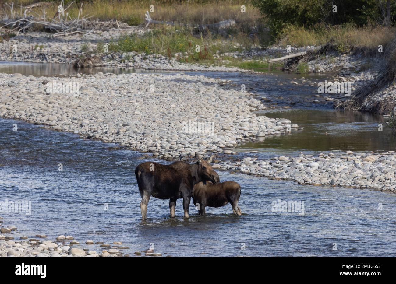 Moose calf in grand teton national park hi-res stock photography and ...