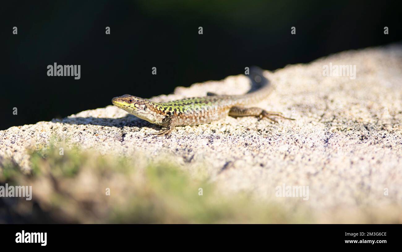 Tyrrhenian wall lizard (Podarcis tiliguerta), Sicily, Italy Stock Photo ...