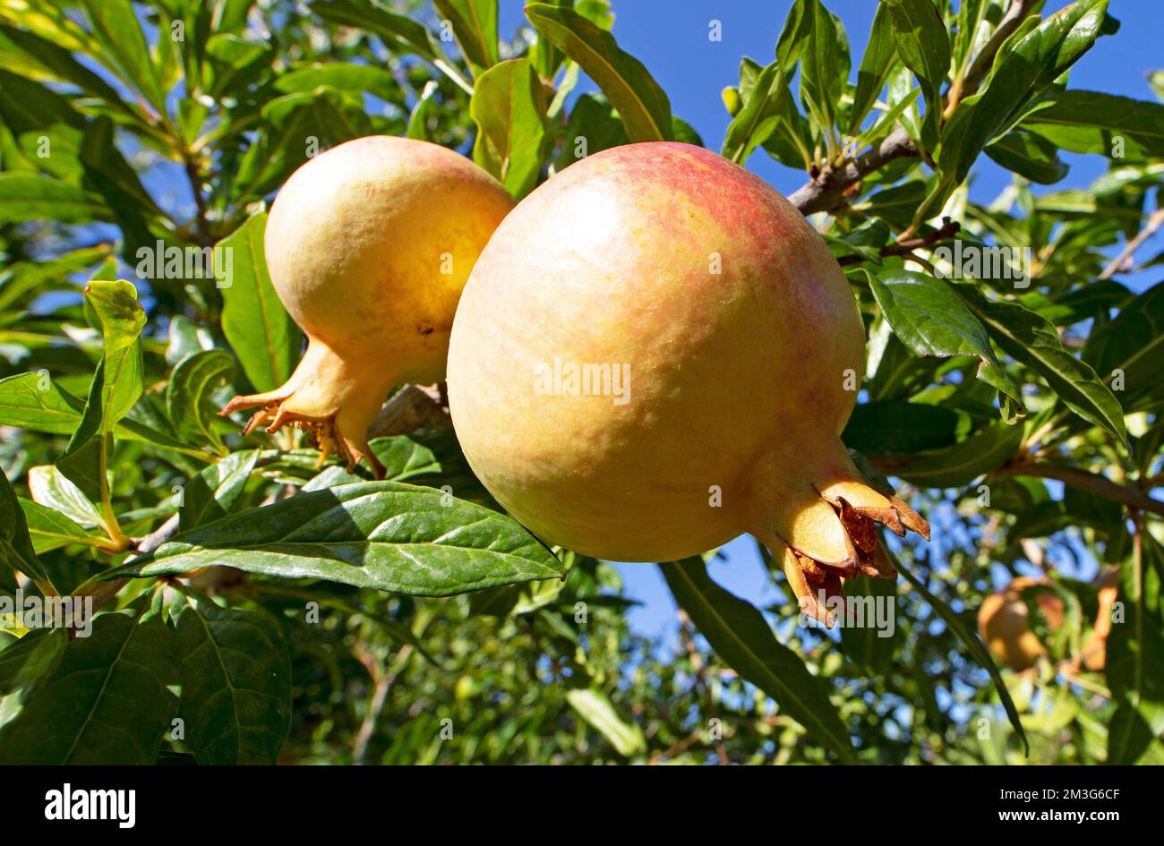 Pomegranates sicily hi-res stock photography and images - Alamy