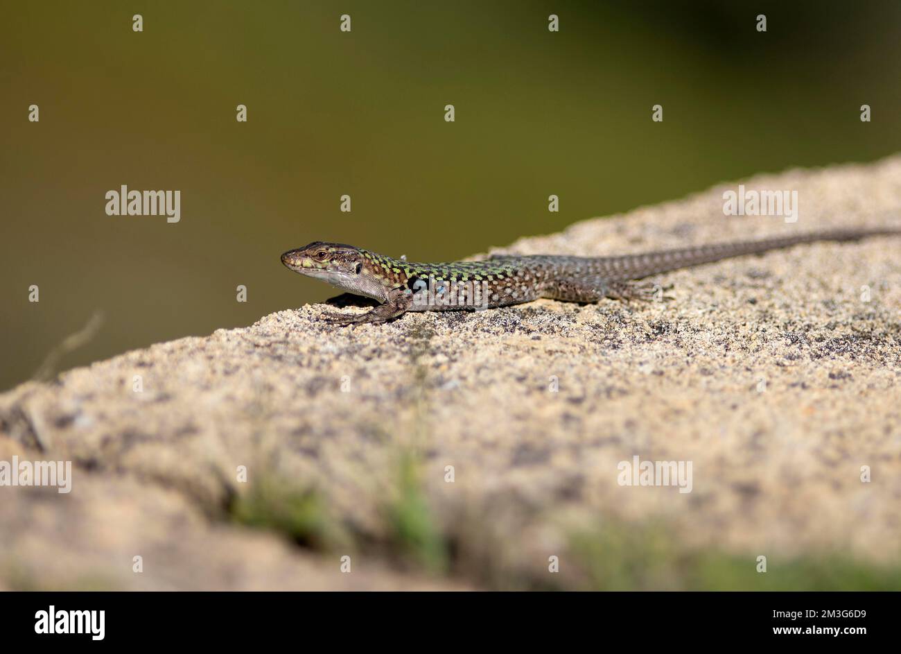 Tyrrhenian wall lizard hi-res stock photography and images - Alamy