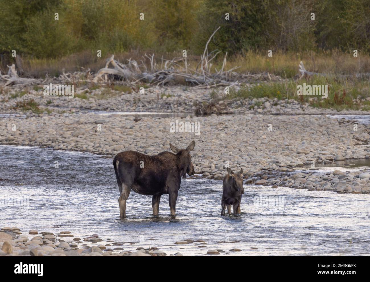 Shiras calf moose hi-res stock photography and images - Alamy