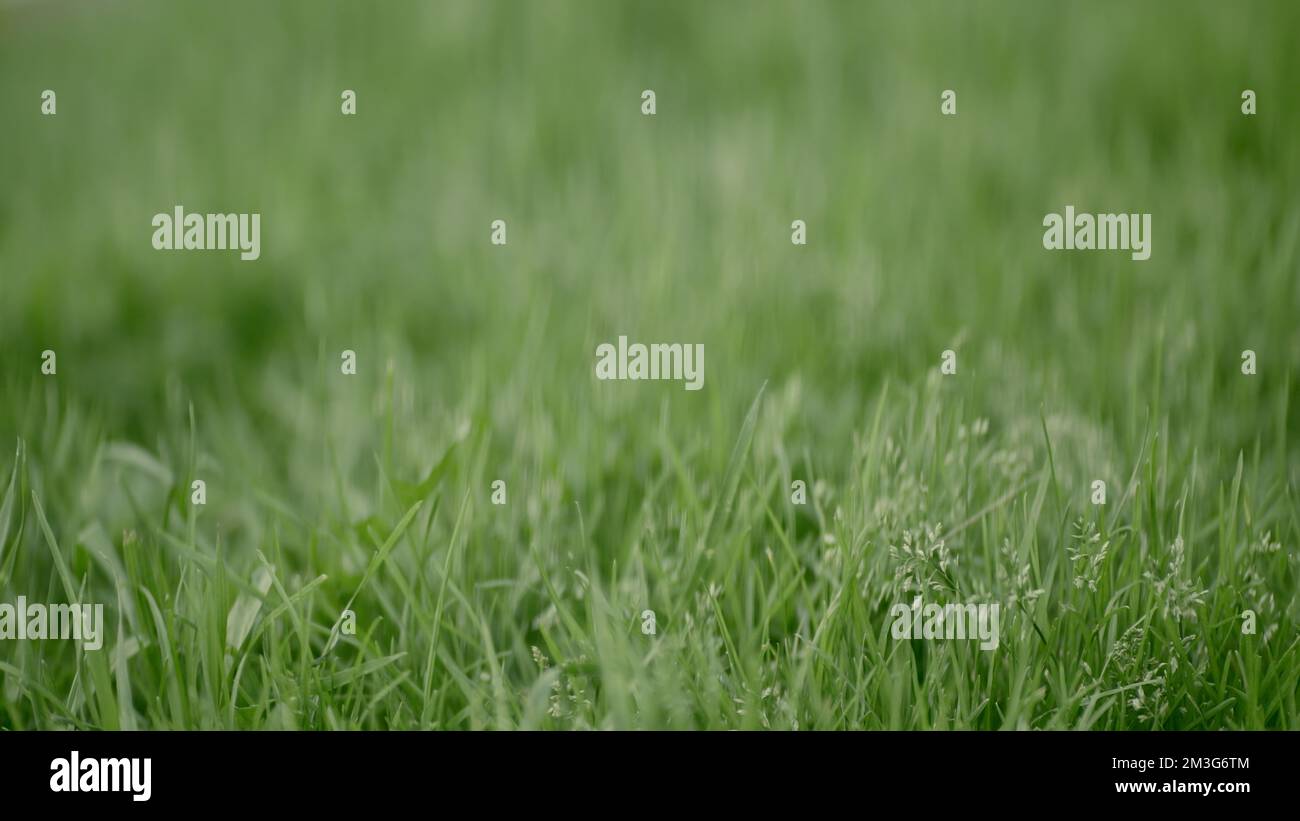 Close-up of natural background with green grass. Action. Juicy green ...