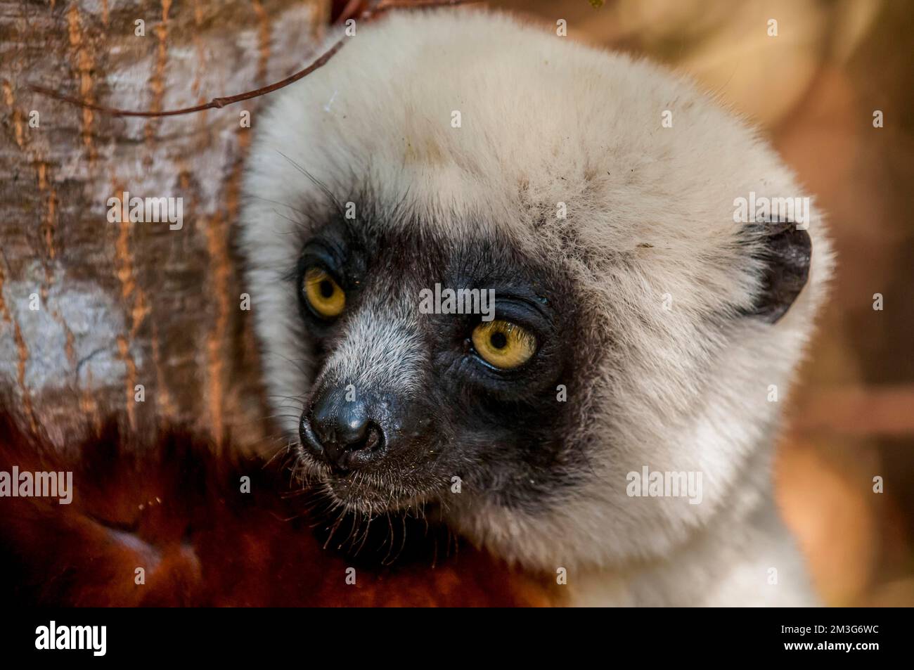 Coquerel's sifaka (Propithecus coquereli) lemur, Ankarafantsika ...