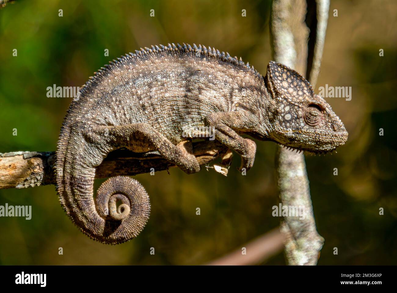 Parson's Giant Chameleon (Calumma parsonii), Antananarivo, Madagascar ...