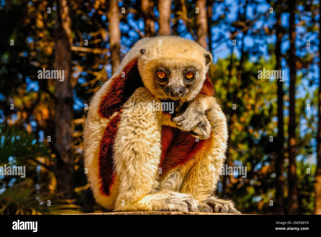 Coquerel-Sifaka (Propithecus coquereli), Madagascar Stock Photo - Alamy