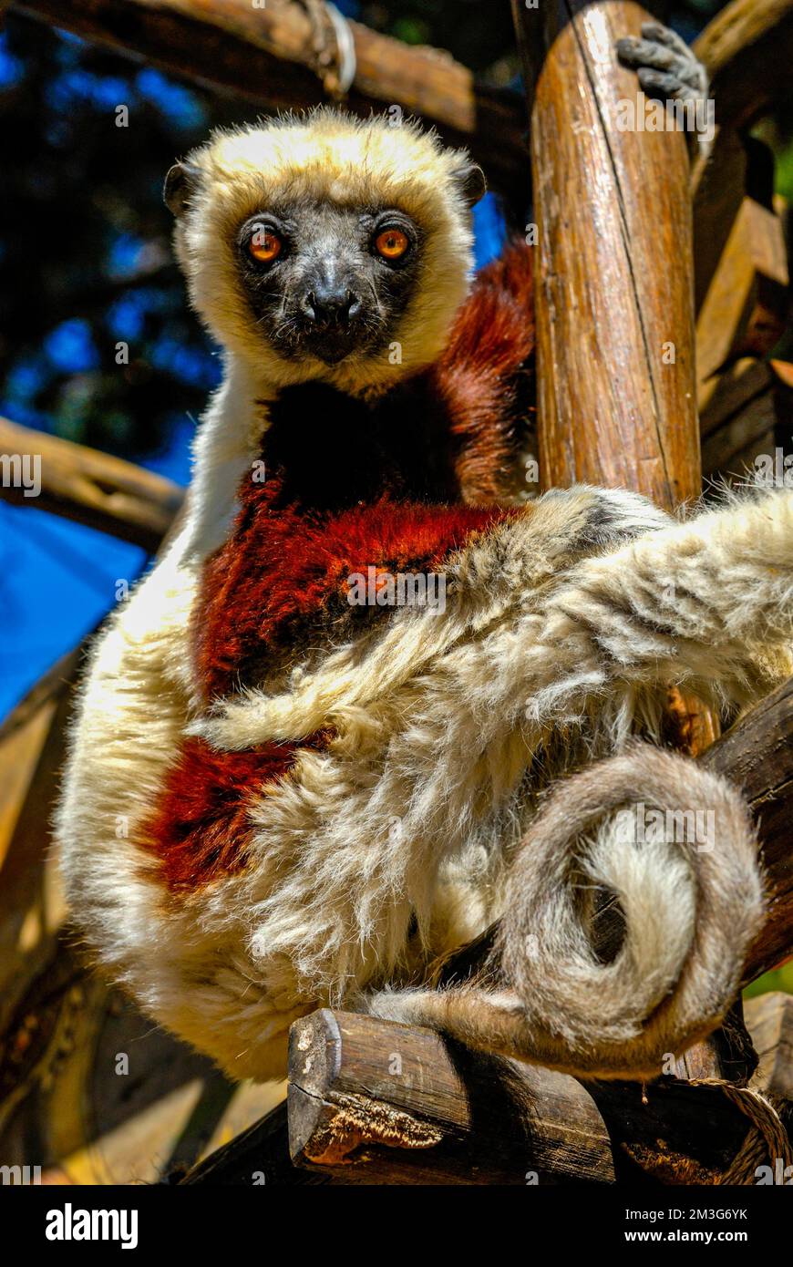 Coquerel-Sifaka (Propithecus coquereli), Madagascar Stock Photo - Alamy