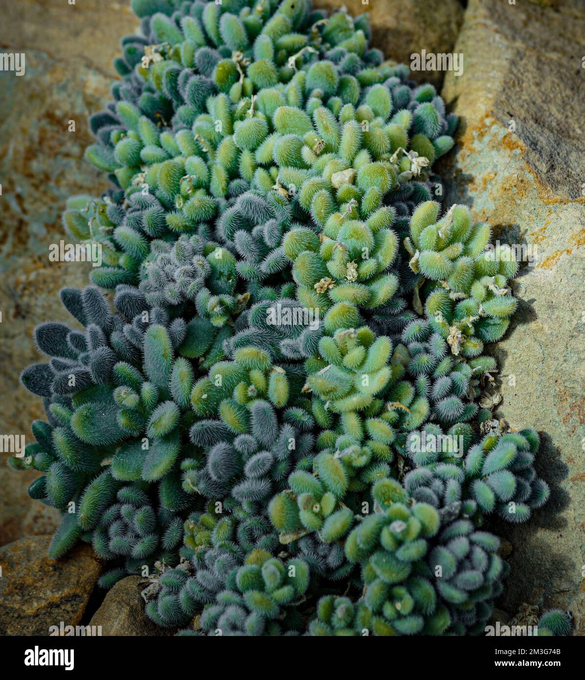 Fire cracker plant hi-res stock photography and images - Alamy