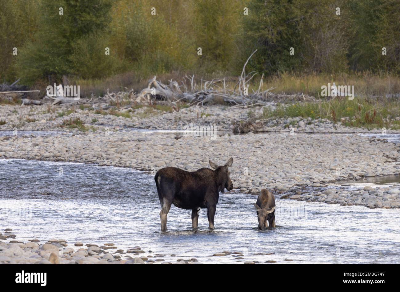 Shiras calf moose hi-res stock photography and images - Alamy