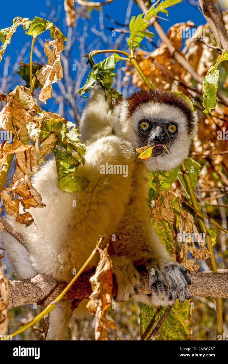 Coquerel-Sifaka (Propithecus coquereli), Isalo National Park ...
