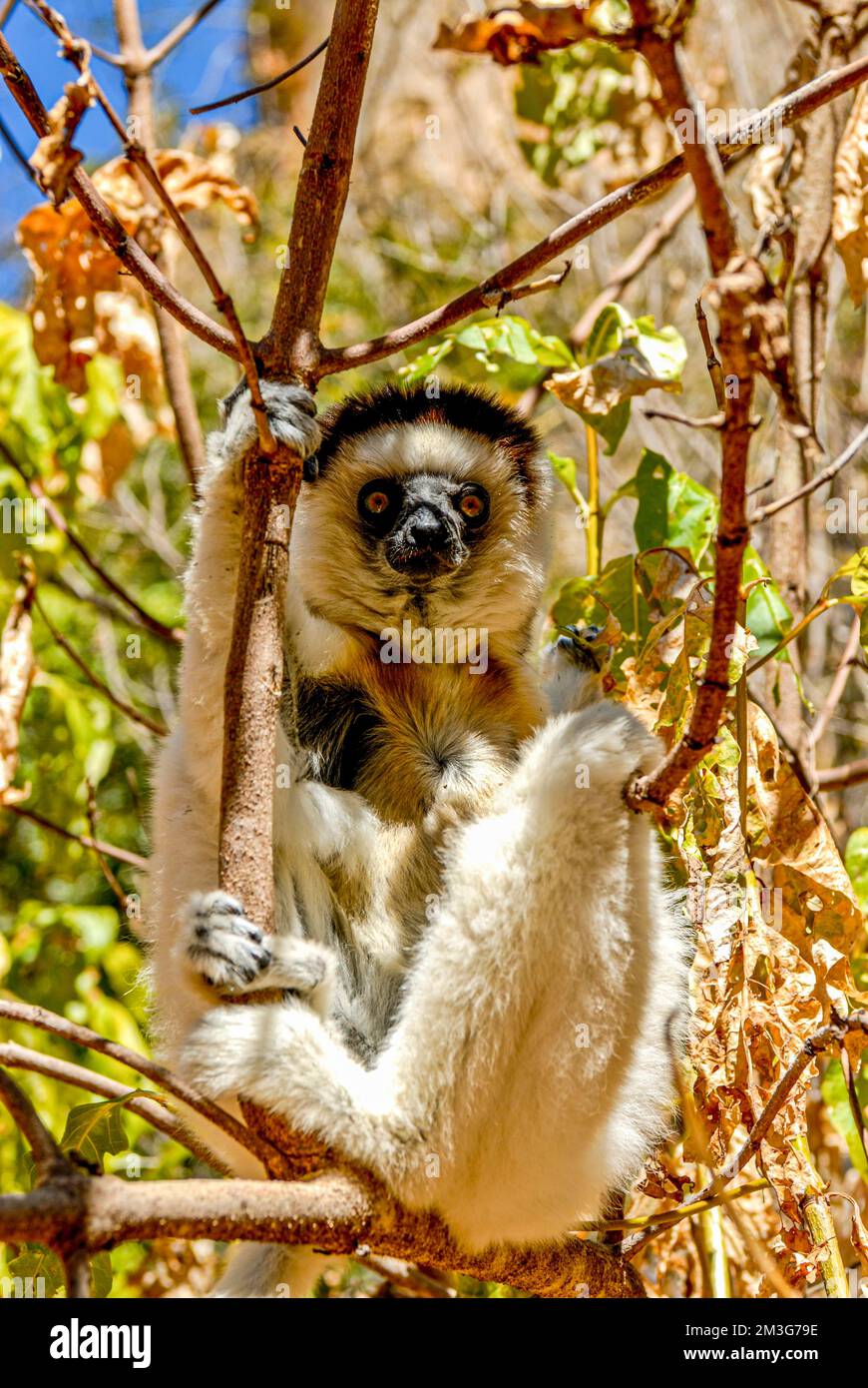 Coquerel-Sifaka (Propithecus coquereli), Isalo National Park ...