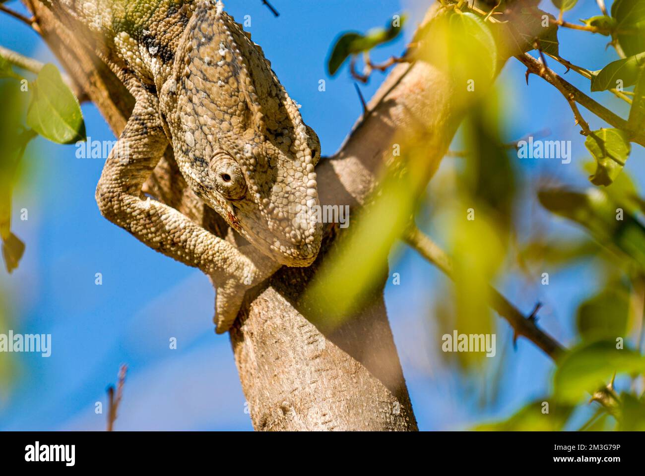 Madagascar giant chameleon (Furcifer verrucosus), Isalo National Park ...