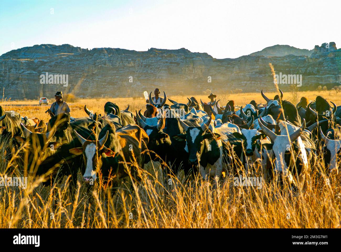 Huge cow herd, Isalo National Park, Madagascar, Indian Ocean Stock ...