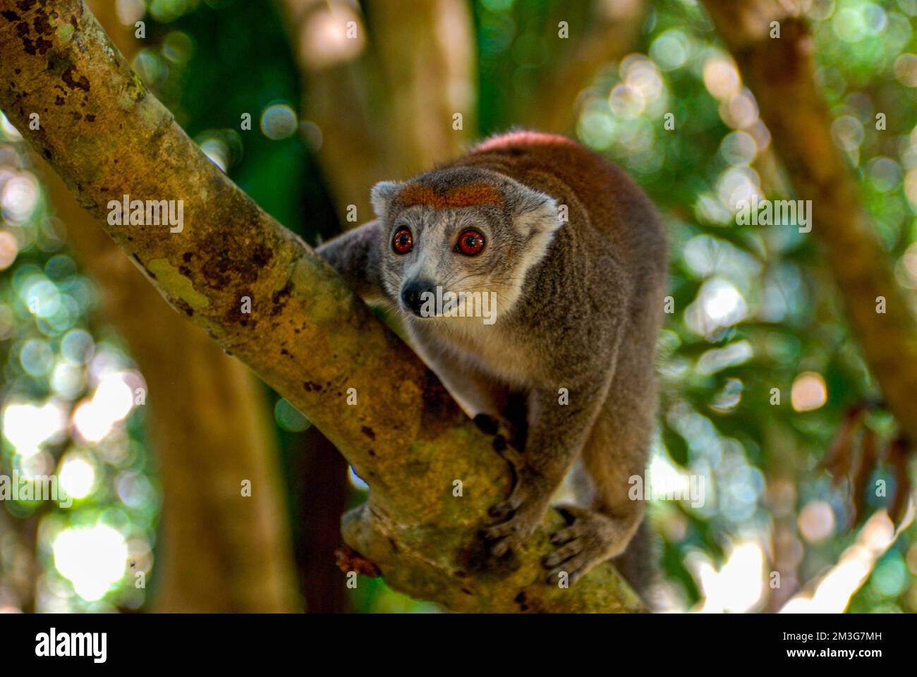 Crowned lemur (Eulemur coronatus), Ivoloina National Park, Madagascar ...