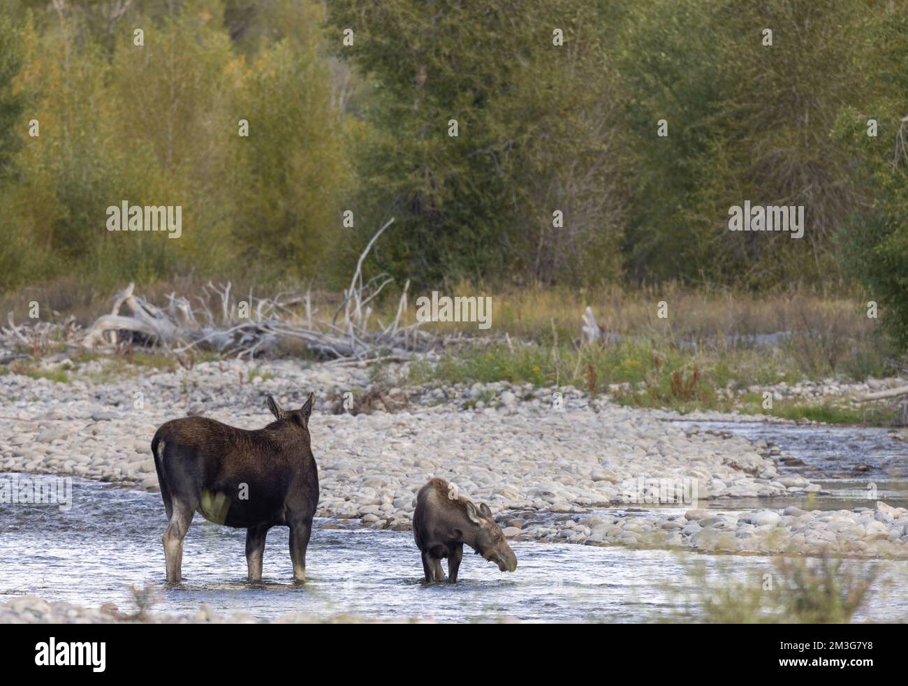 Shiras calf moose hi-res stock photography and images - Alamy