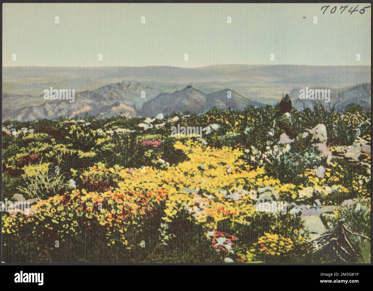 Masonic Hotel, Springbok , Flowers, Mountains, Tichnor Brothers ...