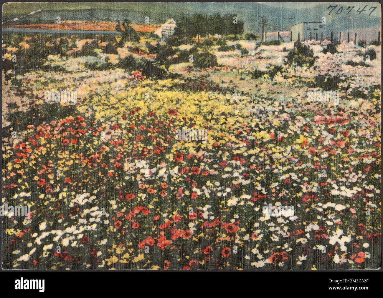 Masonic Hotel, Springbok , Flowers, Tichnor Brothers Collection ...