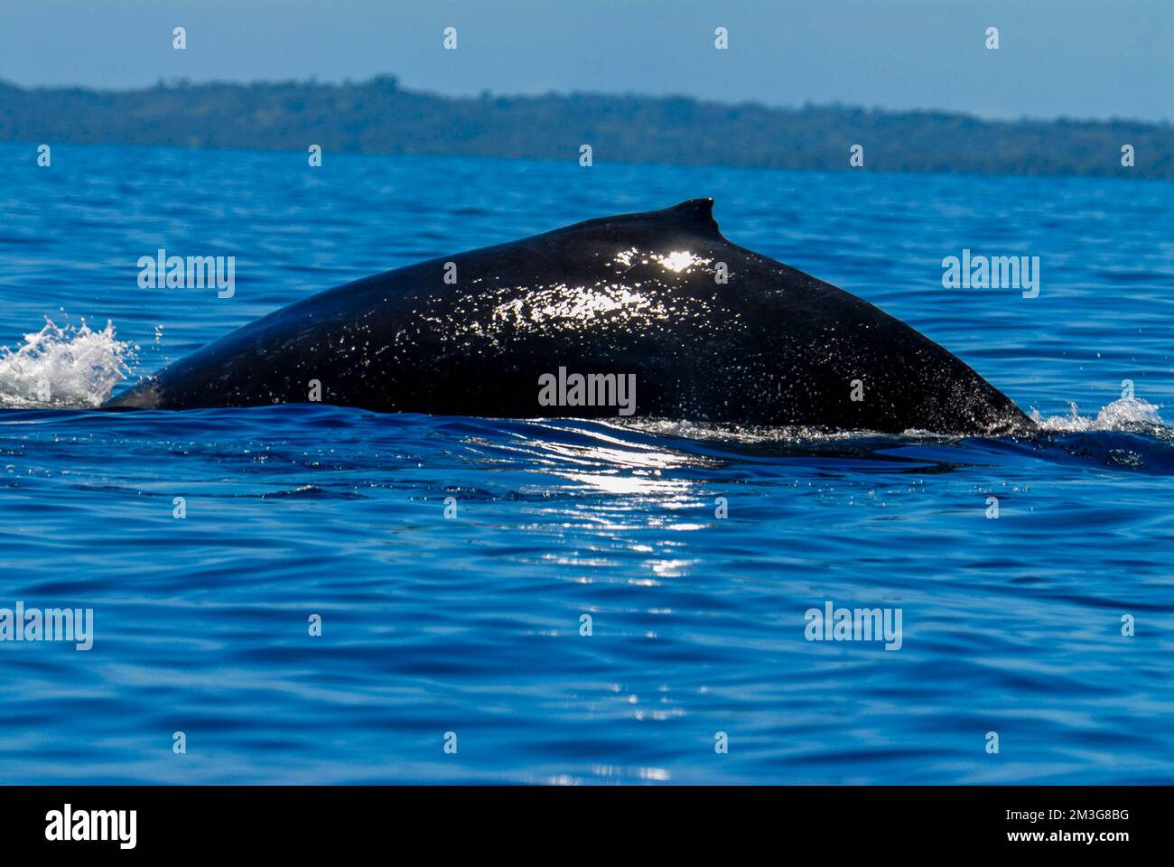 Humpback whale (Megaptera novaeangliae), Ile Sainte Marie, Madagascar ...