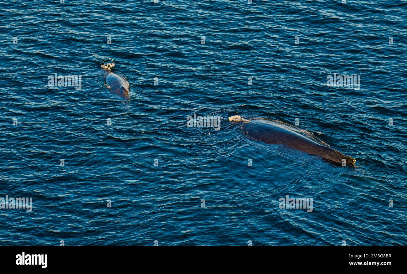Aerial of a humpback whale (Megaptera novaeangliae), Island Ile Sainte ...