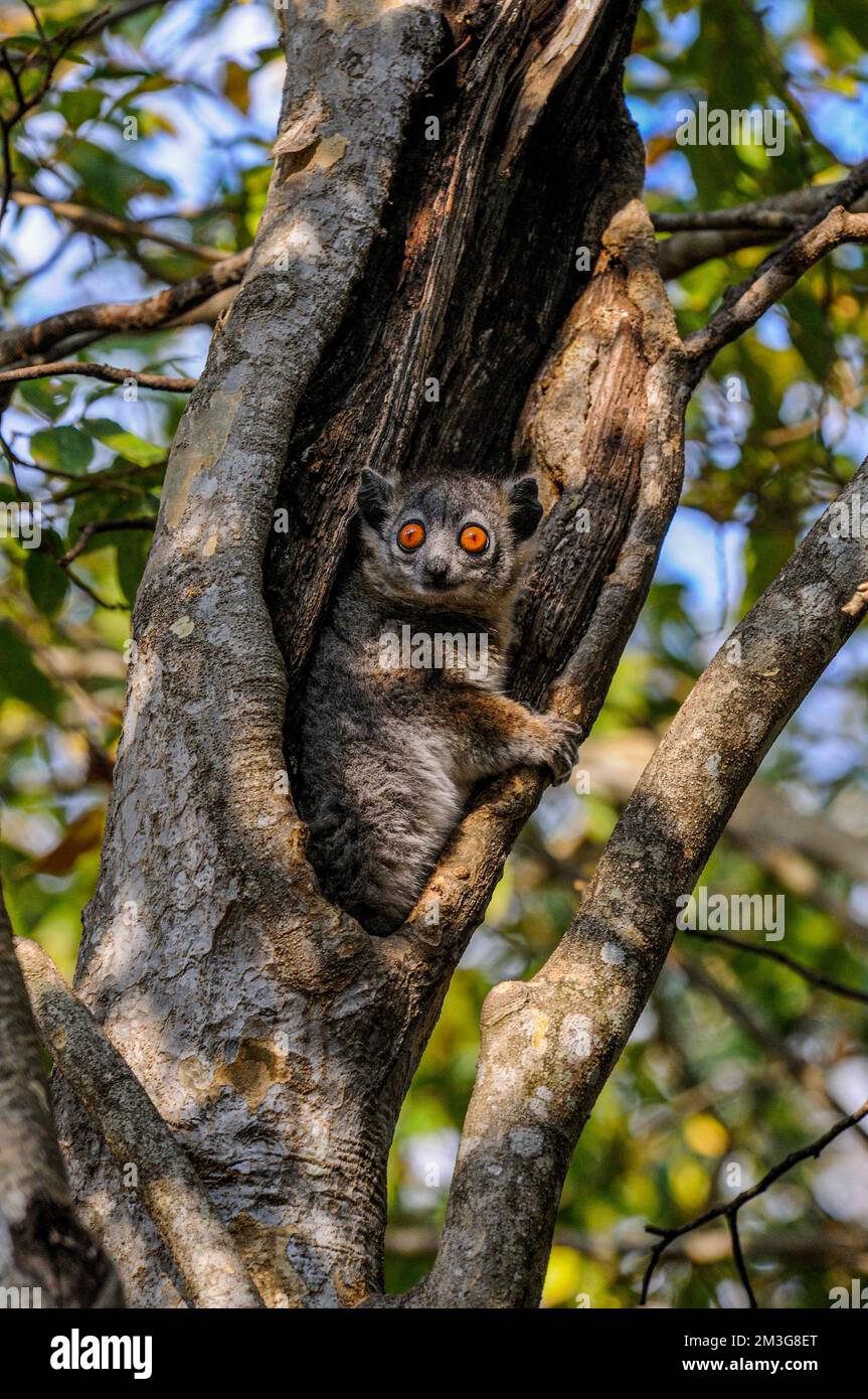 White-footed Sportive Lemur (Lepilemur leucopus), Berenty private ...