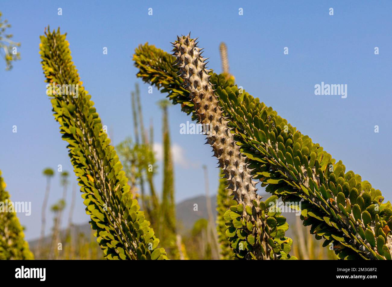 Madagascar spiny forests (Didiereaceae), southern Madagascar Stock ...