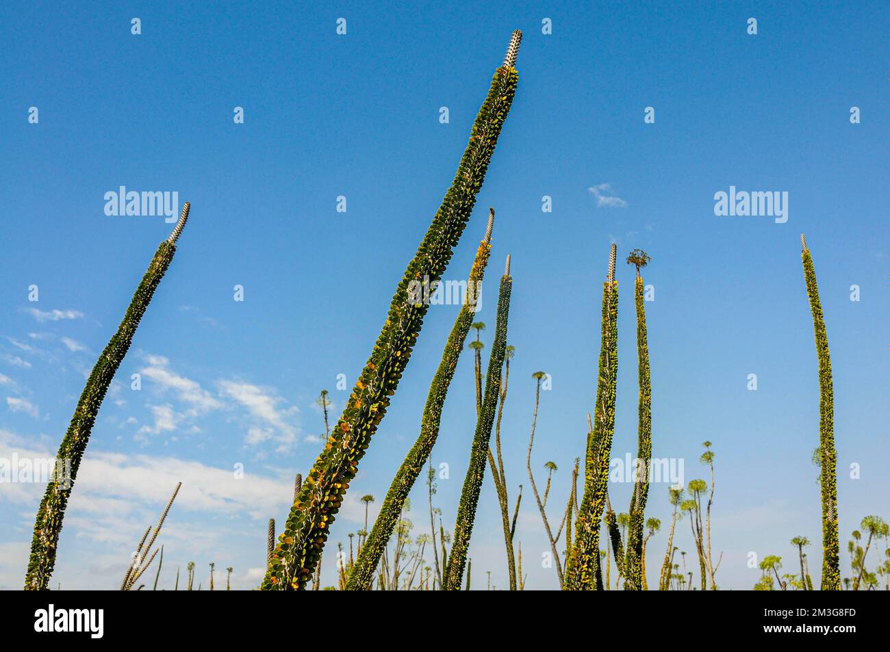 Madagascar spiny forests (Didiereaceae), southern Madagascar Stock ...