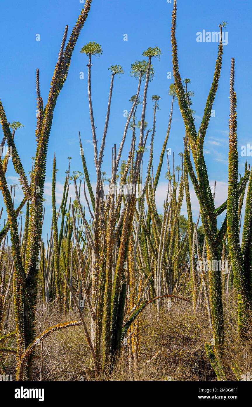 Madagascar spiny forests (Didiereaceae), southern Madagascar Stock ...
