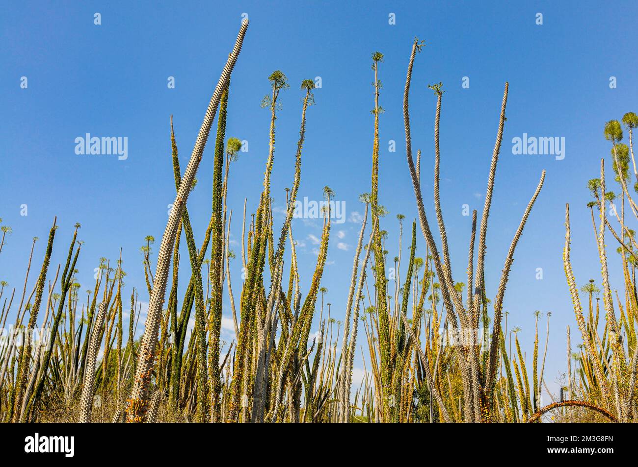 Madagascar spiny forests (Didiereaceae), southern Madagascar Stock ...