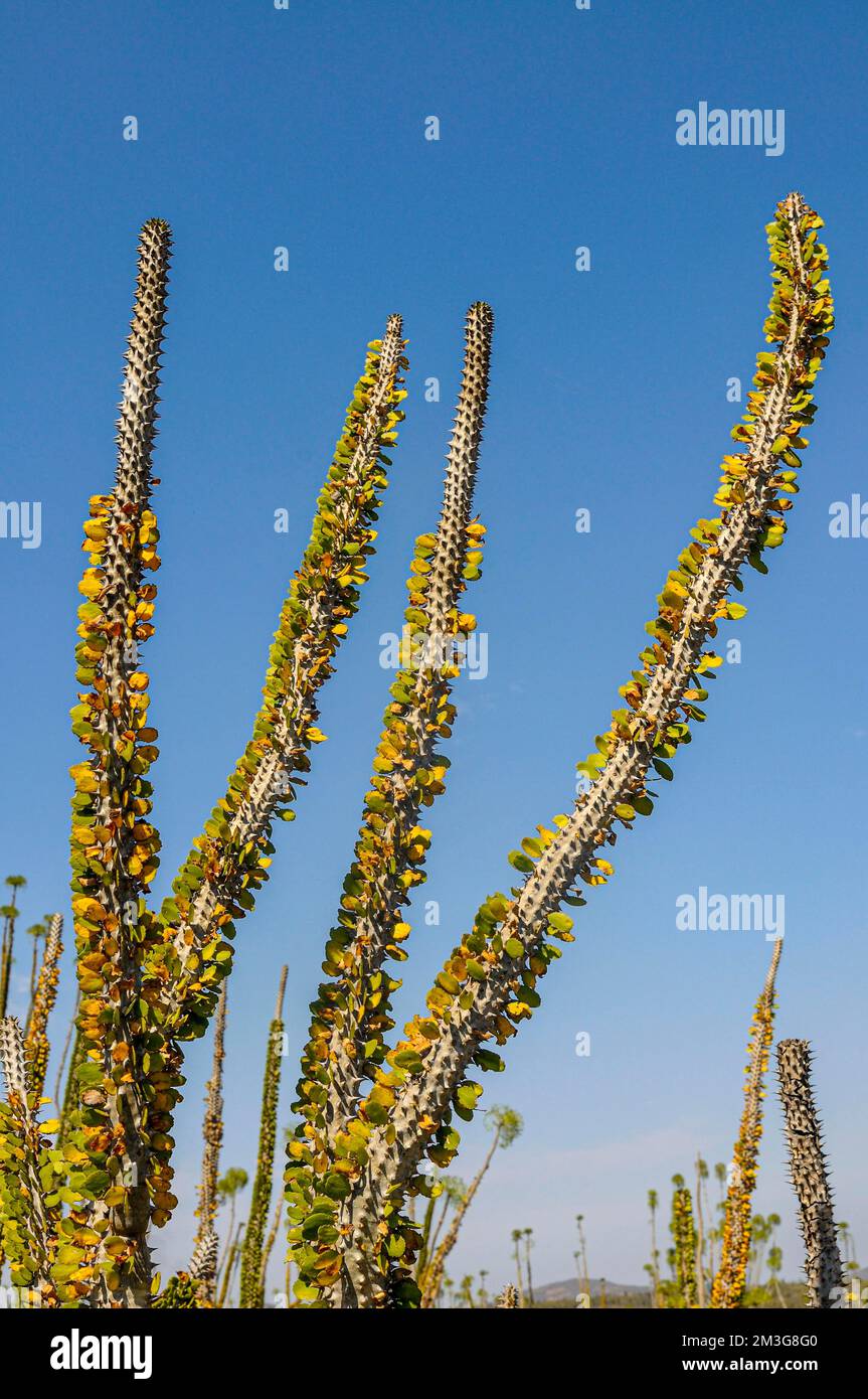 Madagascar spiny forests (Didiereaceae), southern Madagascar Stock ...