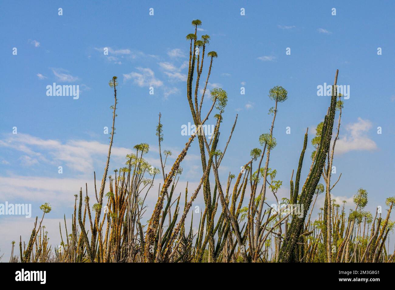 Madagascar spiny forests (Didiereaceae), southern Madagascar Stock ...