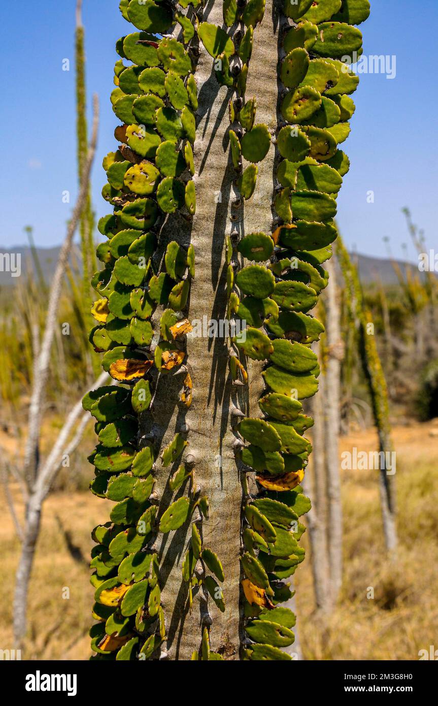 Madagascar spiny forests (Didiereaceae), southern Madagascar Stock ...