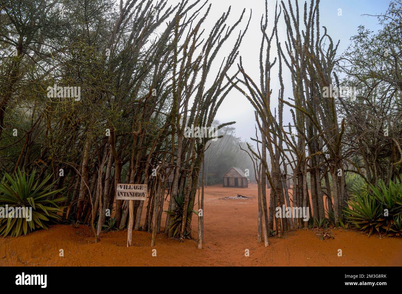 Spiny forest in backlight, Berenty private reserve, southern Madagascar ...