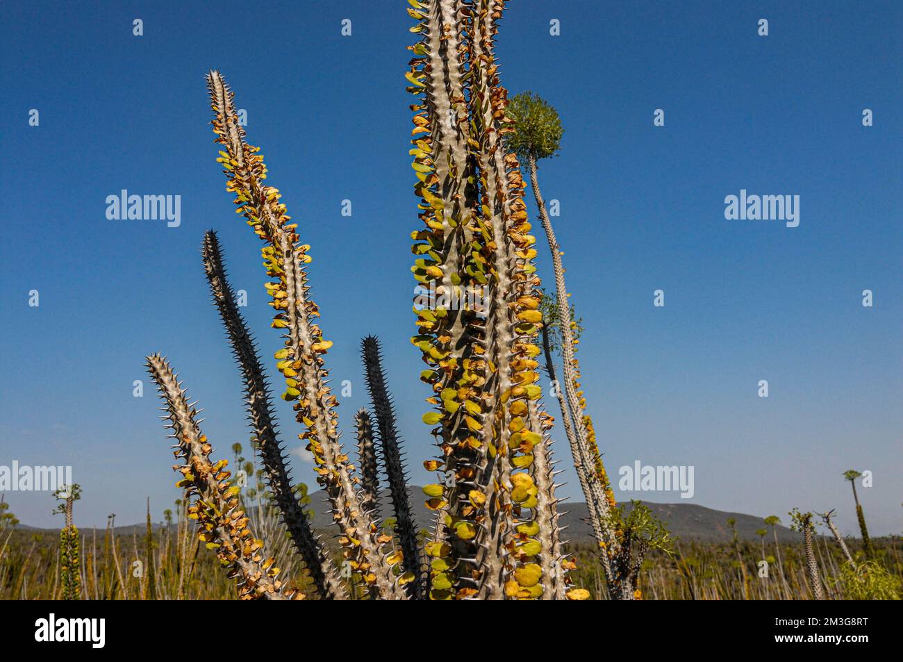Spiny forest in the Berenty private reserve, southern Madagascar Stock ...