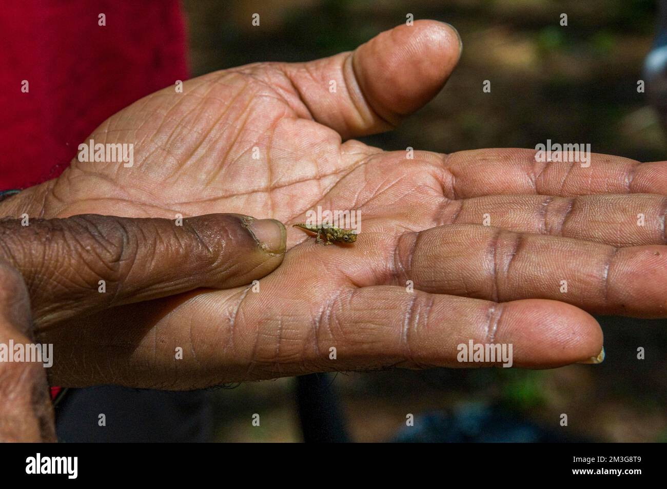 Dwarf or Minute Leaf chameleon (Brookesia minima) on the fingers of a ...