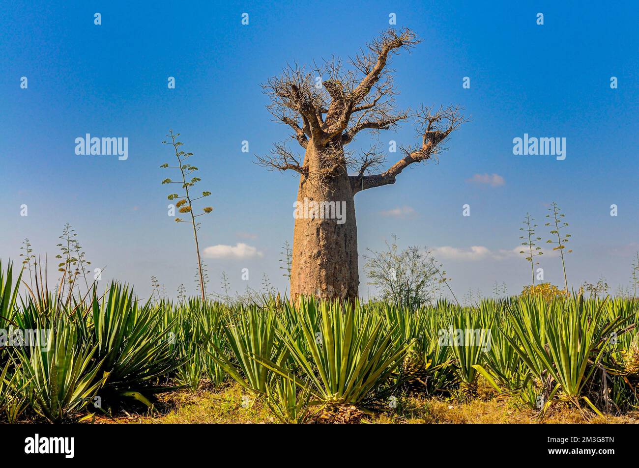 Baobab tree madagascar hi-res stock photography and images - Alamy