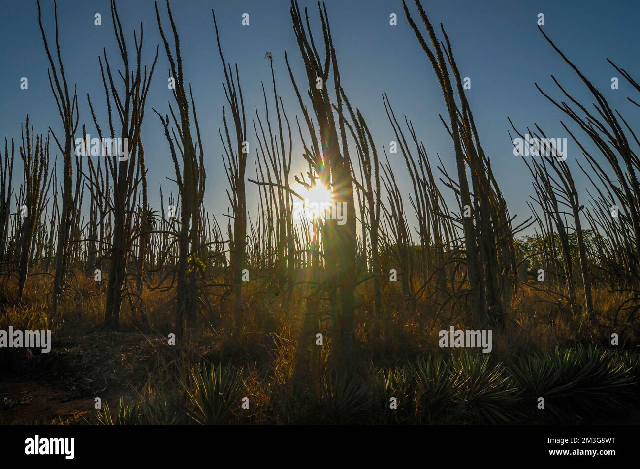 Androy silhouette hi-res stock photography and images - Alamy