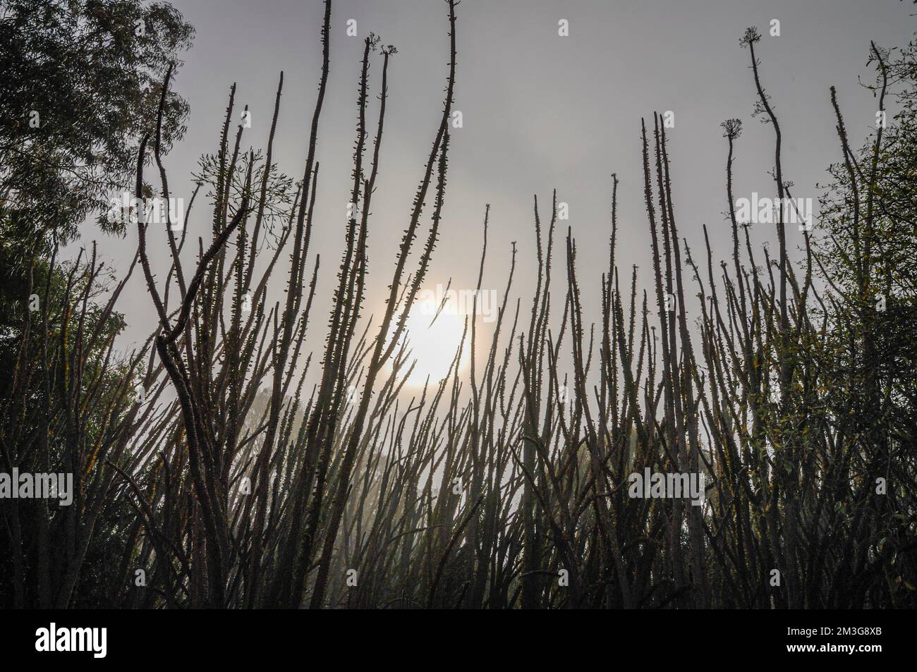 Spiny forest in backlight, Berenty private reserve, southern Madagascar ...