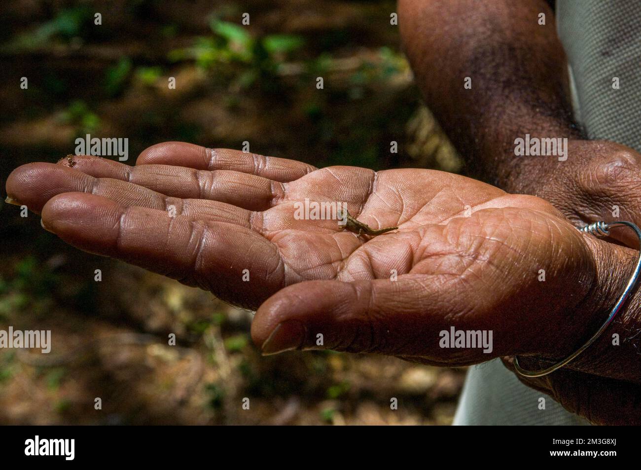 Dwarf or Minute Leaf chameleon (Brookesia minima) on the fingers of a ...