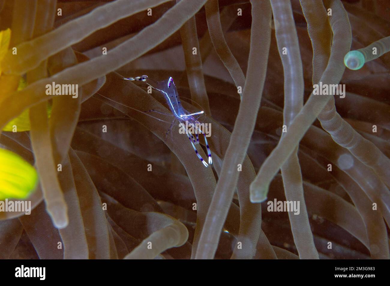 Anemone partner shrimp (Ancylomenes longicarpus), in bubble-tip anemone ...