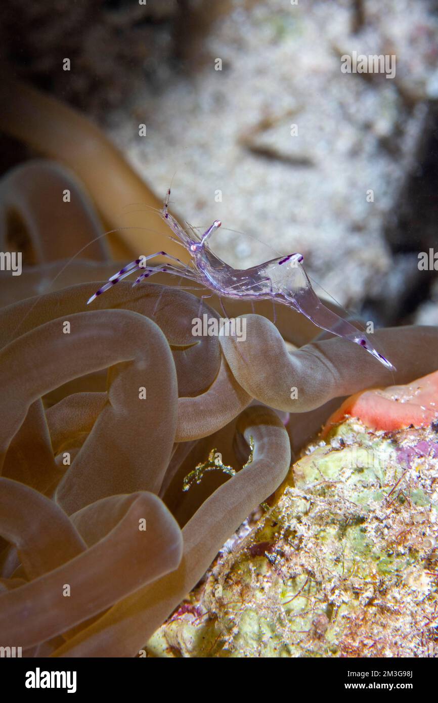 Anemone partner shrimp (Ancylomenes longicarpus), in bubble-tip anemone ...