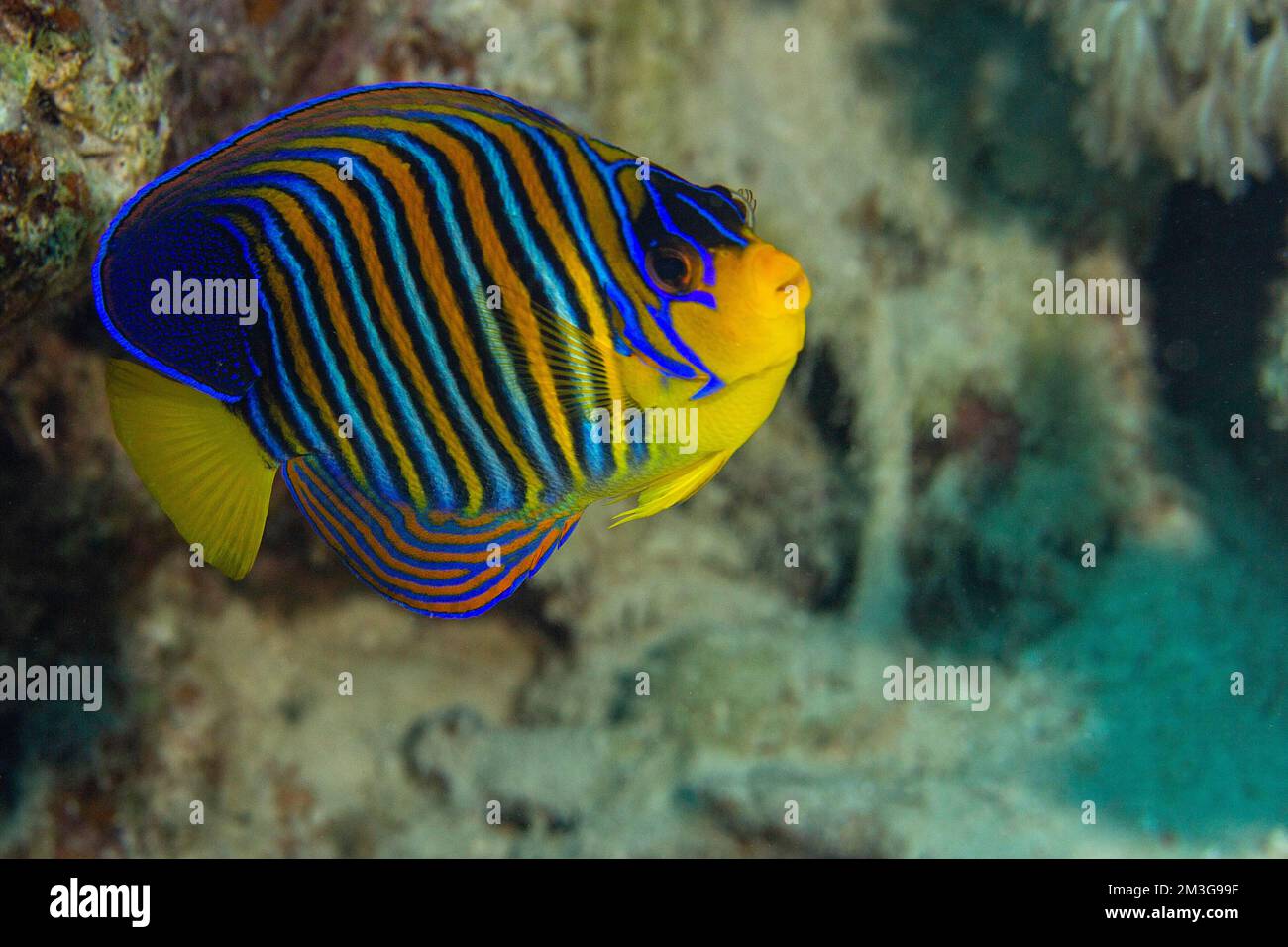Royal angelfish (Pygoplites diacanthus), Red Sea, Dahab, Janub Sina ...