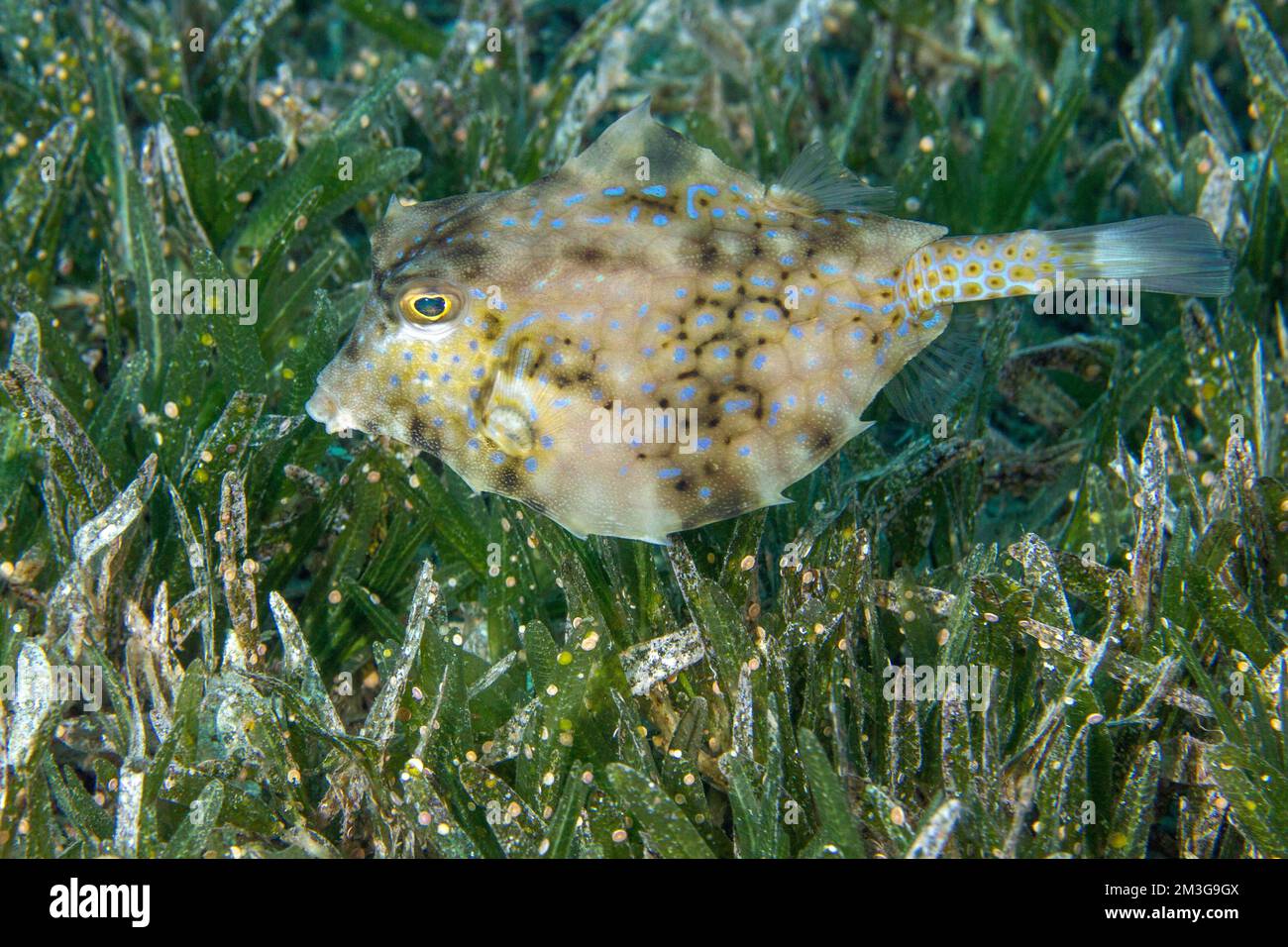 Humpback turretfish (Tetrosomus gibbosus), Red Sea, Dahab, Janub sina ...