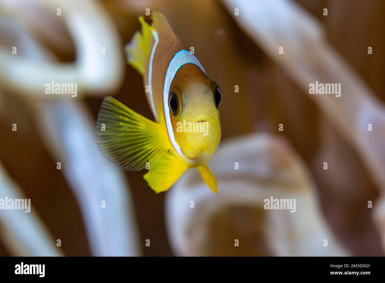 Red sea clownfish (Amphiprion bicinctus), Red Sea, Dahab, Janub sina ...