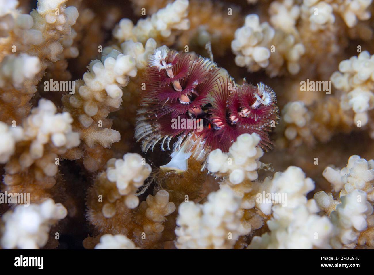 Christmas tree worm (Spirobranchus giganteus), on stone coral, Red Sea ...