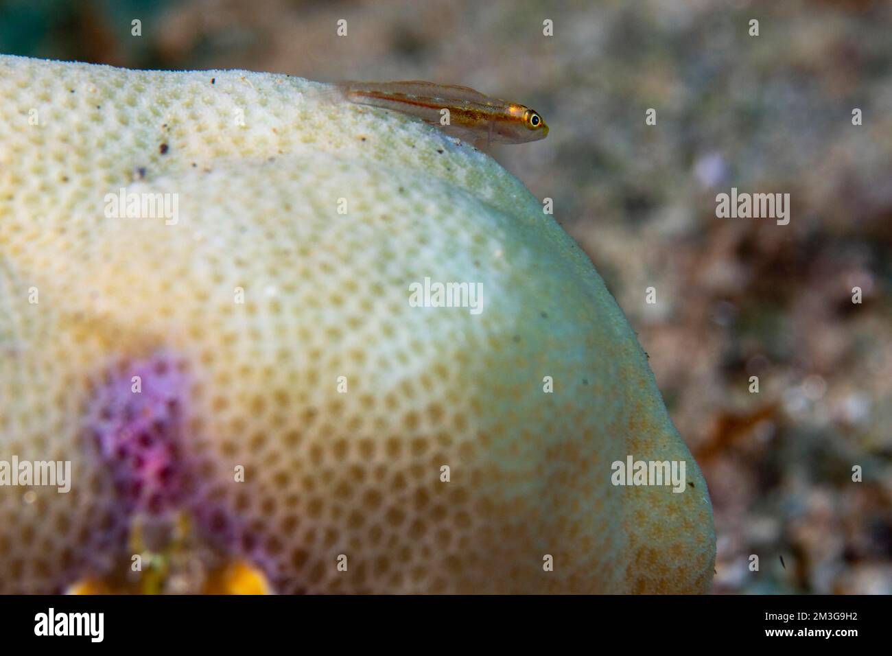 Goby (Pleurosicya prognatha) on stony coral, Red Sea, Dahab, Janub Sina ...