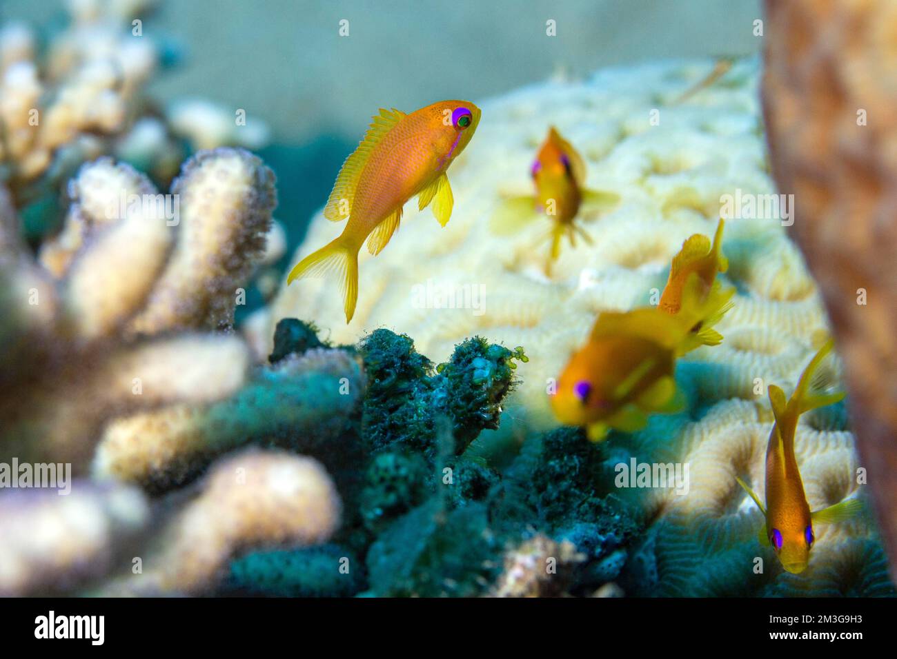 Flag perch in coral reef, Red Sea, Dahab, Janub sinai, Sinai, Egypt ...