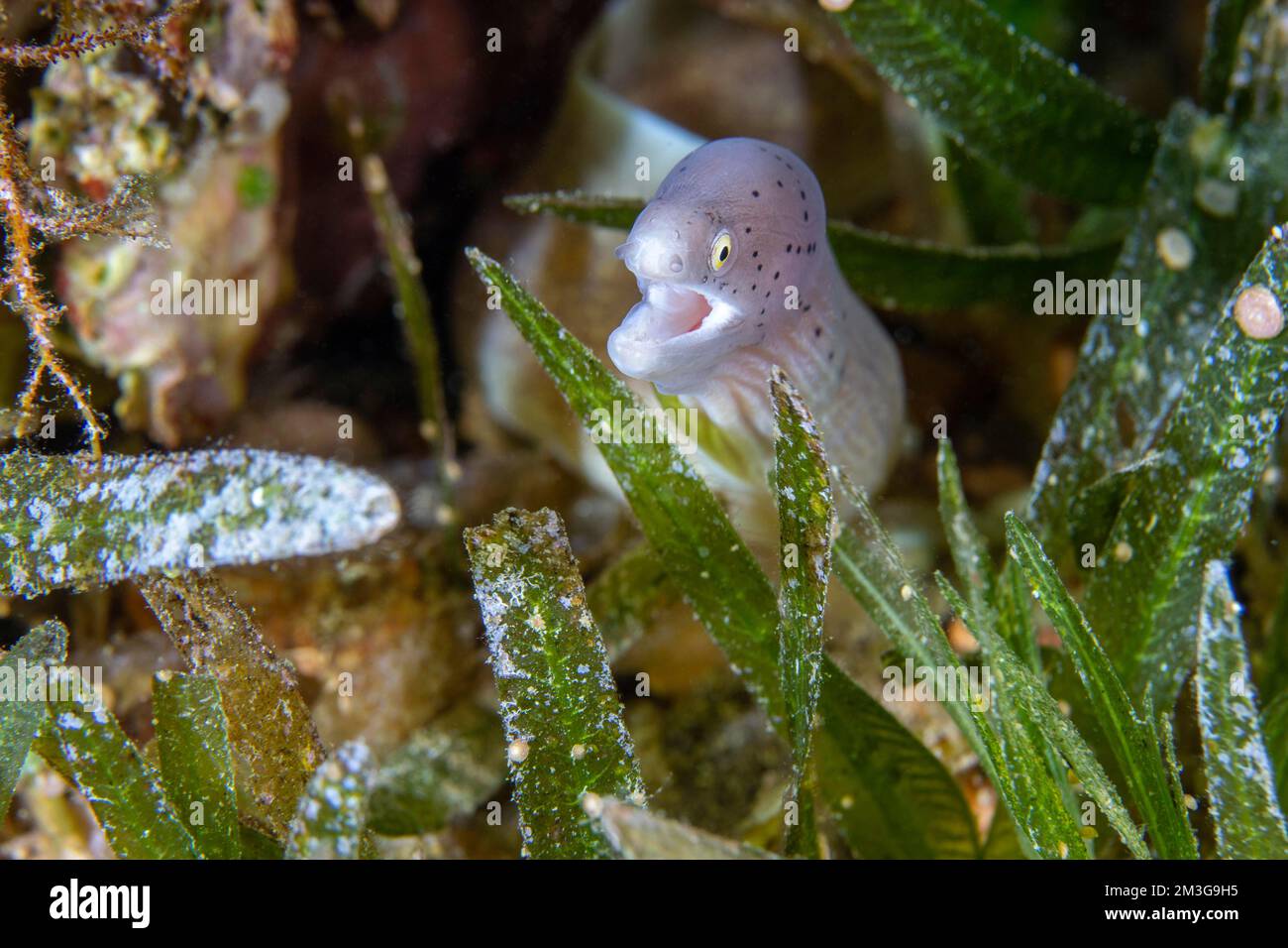 Grey eel (Gymnothorax nubilus), in seagrass, Red Sea, Dahab, Janub sina ...