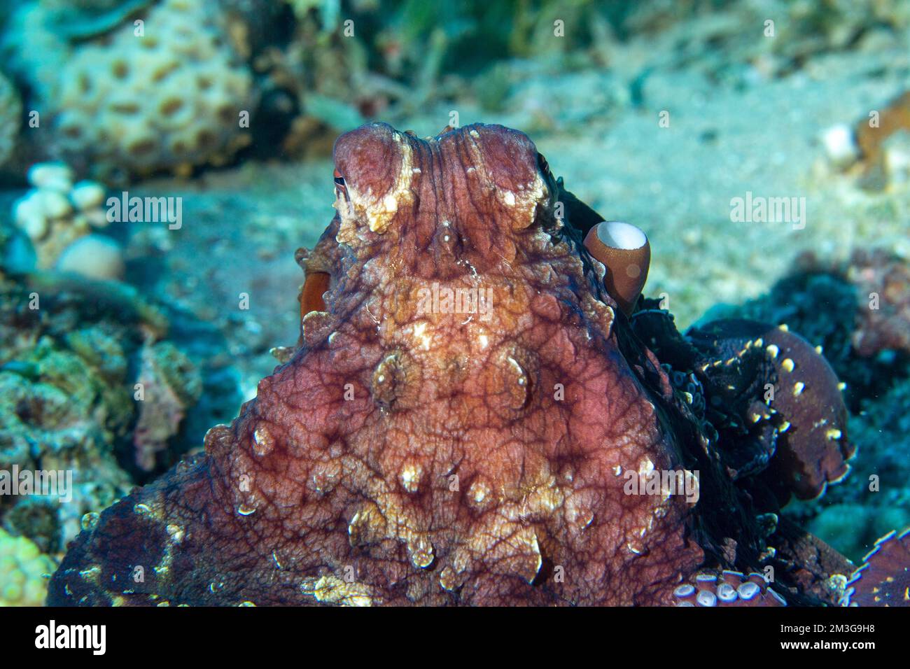Common squid (Amphioctopus aegina), Red Sea, Dahab, Janub sina, Sinai ...